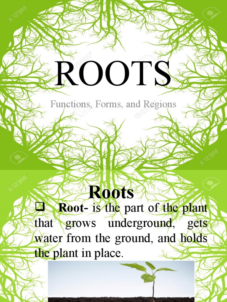 Roots: Functions, Forms, and Regions | PDF | Root | Plant Stem