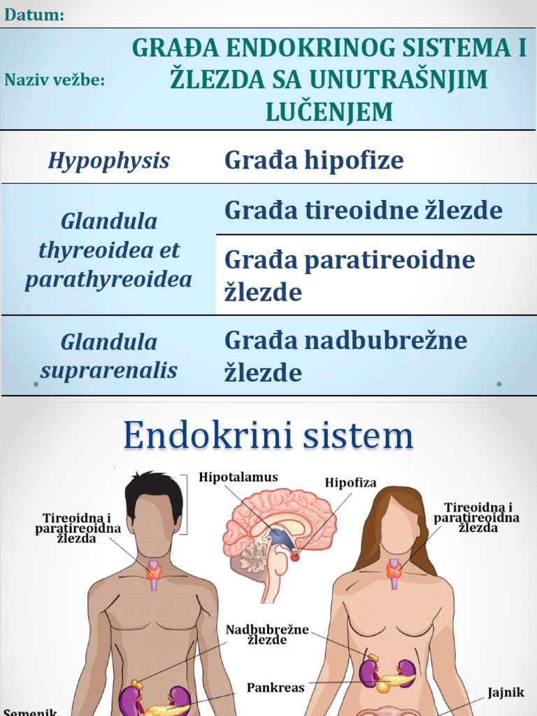 V6. Endokrini Sistem 2019-20 | PDF