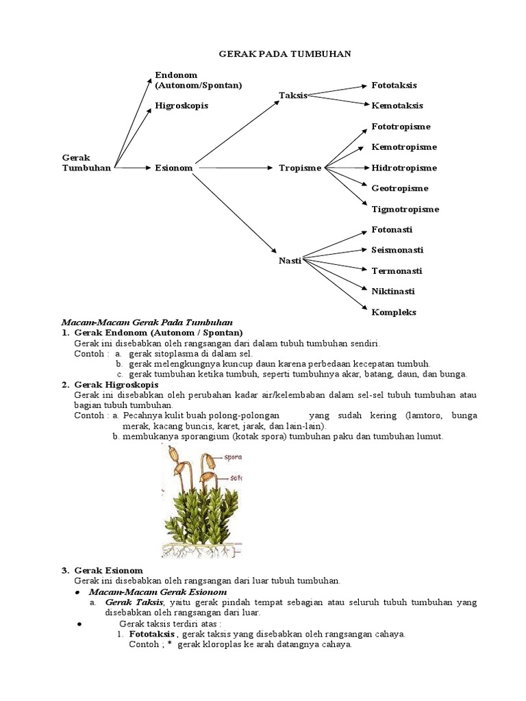 Gerak Pada Tumbuhan | PDF