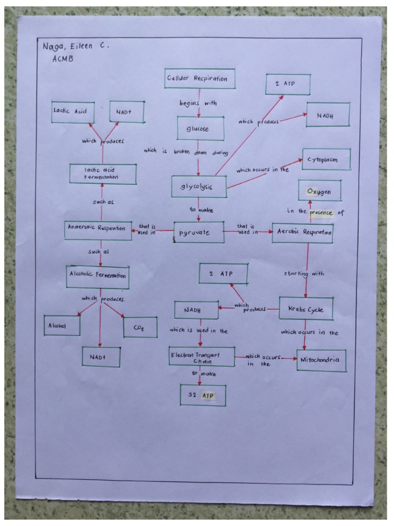 Cellular Respiration Concept Map | PDF