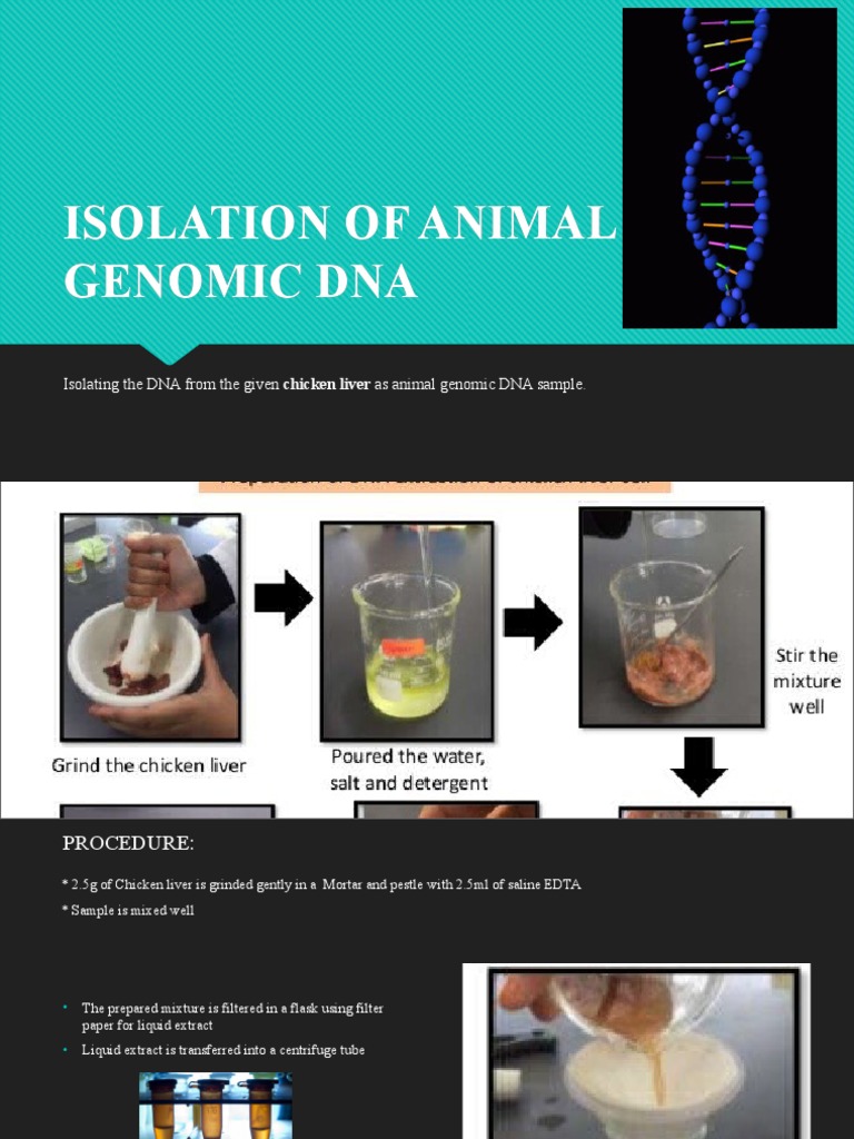 Chicken Liver DNA Isolation Protocol | PDF