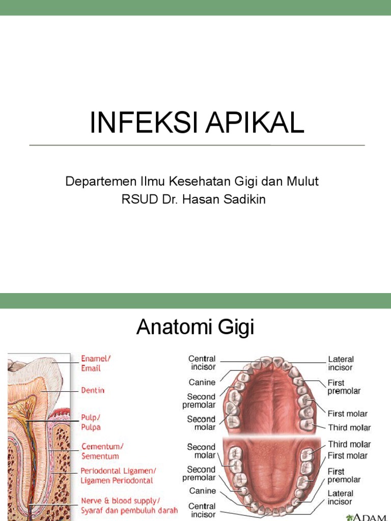 Infeksi Apikal | PDF