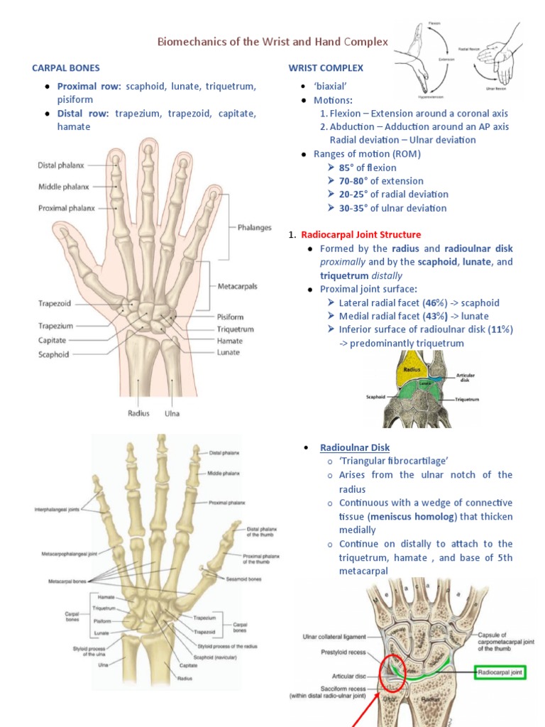 Wrist and Hand Biomechanics Overview | PDF | Hand | Anatomical Terms Of ...