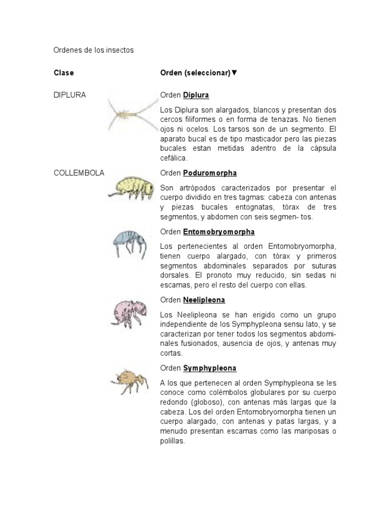 Clasificación de Insectos por Orden | PDF | Insectos | Zoología