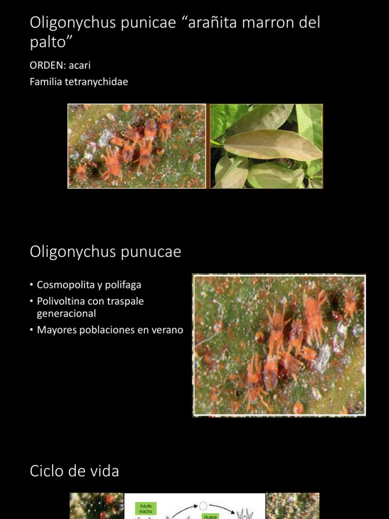 Ciclo de vida de Oligonychus punicae | PDF
