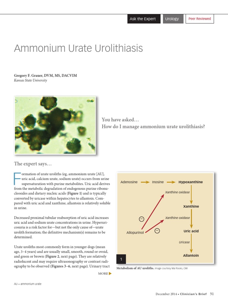 You Have Asked How Do I Manage Ammonium Urate Urolithiasis? | PDF ...