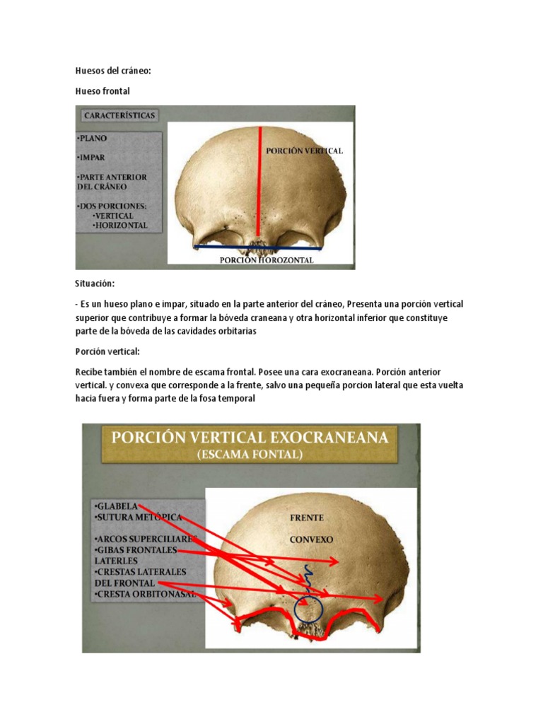 Huesos Del Cráneo | PDF | Cráneo | Anatomía