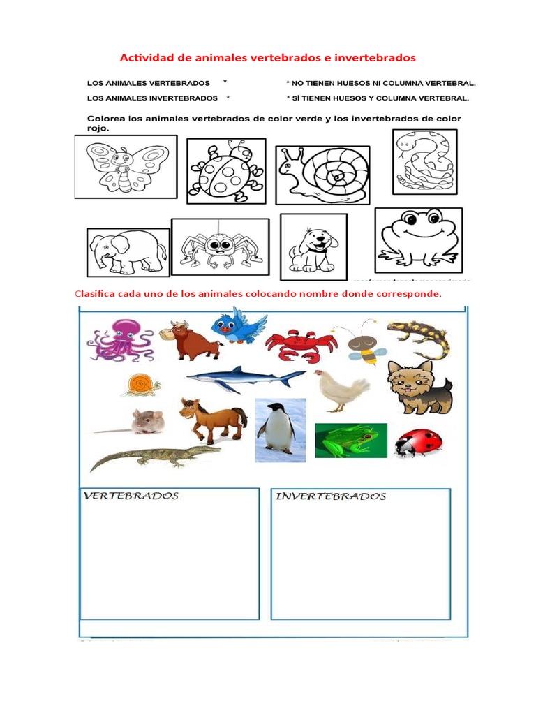 Actividad de Animales Vertebrados e Invertebrados | PDF