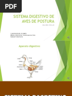 Anatomía Digestiva de las Aves | PDF | Digestión | Bilis