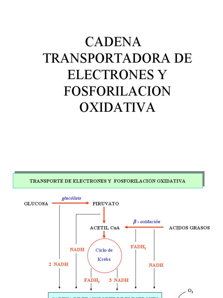Fosforilacion Oxidativa Gasto de Atp | PDF | Trifosfato de adenosina | Cadena de transporte de ...