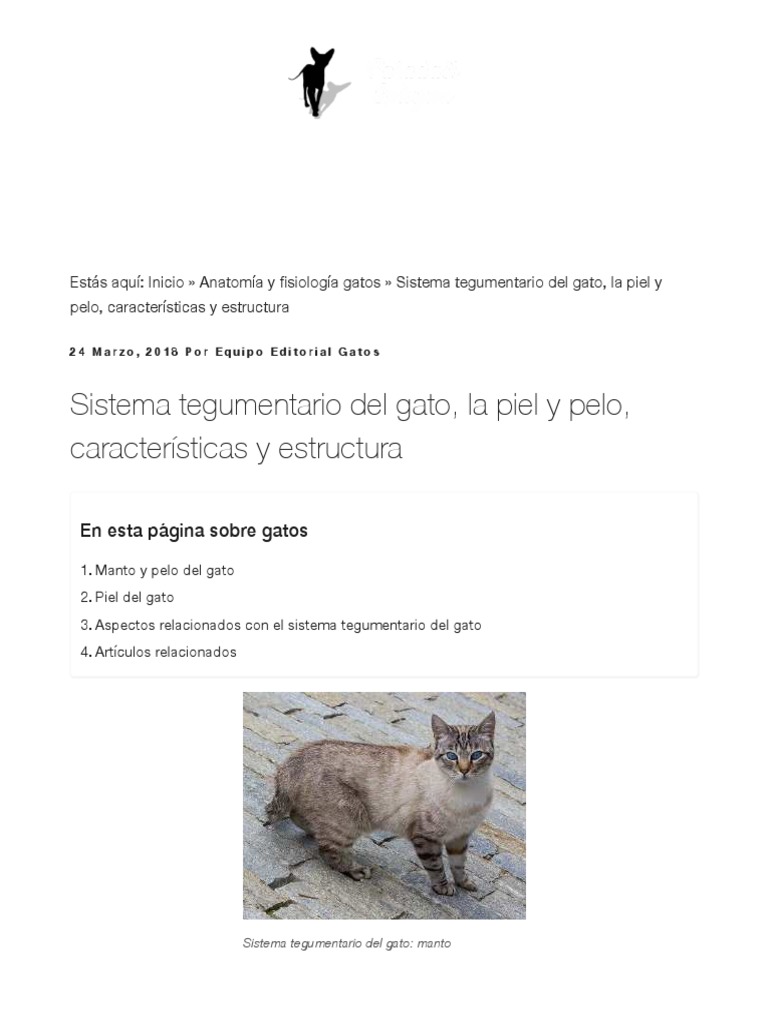 Sistema Tegumentario Del Gato, La Piel y Pelo, Características y ...