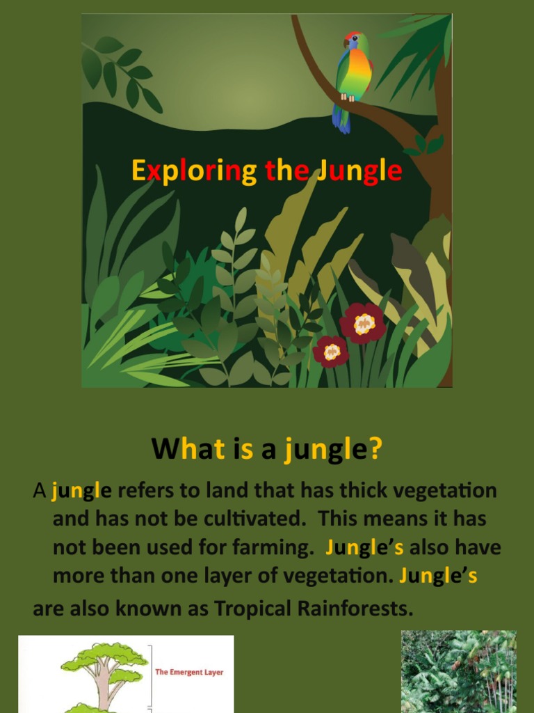 Exploring The Jungle | PDF