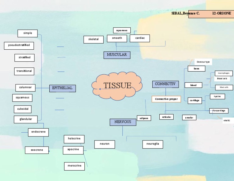 Animal Tissue Concept Map | PDF | Epithelium | Connective Tissue