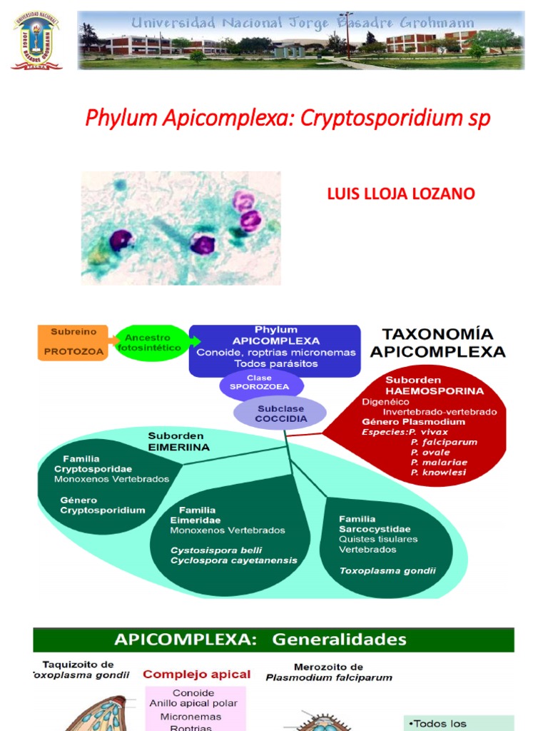 TEMA 10. PHYLUM APICOMPLEXA. Cryptosporidium | PDF | Diarrea | Medicina ...