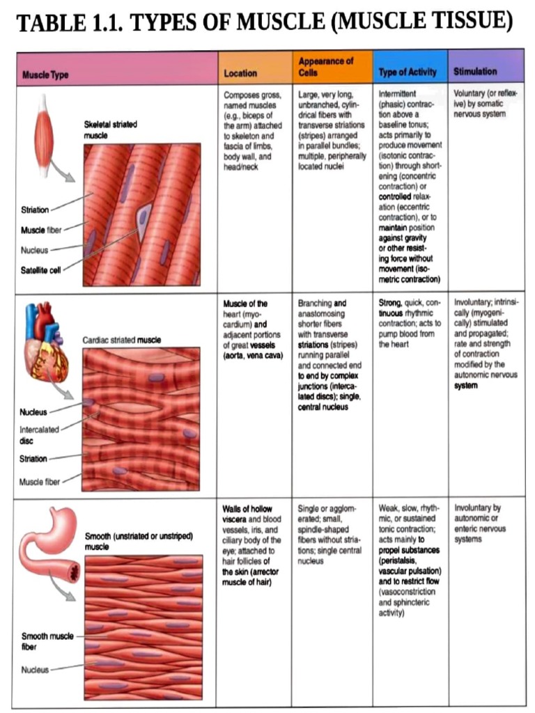 Overview and Basic Concept | PDF | Muscle Contraction | Muscle