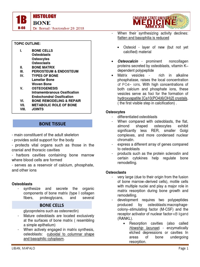 Bone Tissue: Osteocytes | PDF | Bone | Osteoblast