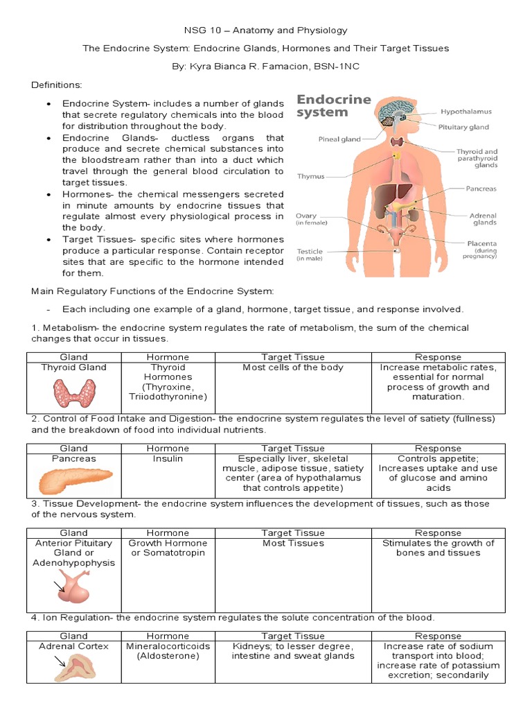 The Endocrine System | PDF | Endocrine System | Adrenal Gland