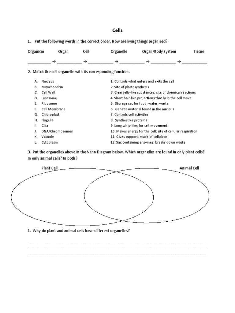 Understanding How Our Bodies Work: An Overview of Cells, Tissues ...