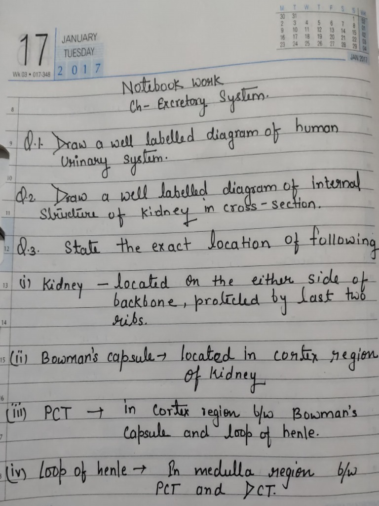Class 10 Human Excretory System Notes | PDF | Anatomy | Kidney