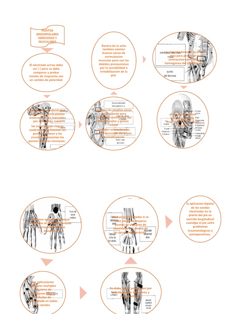 Puntos Motores | PDF | Sistema nervioso | Anatomía humana