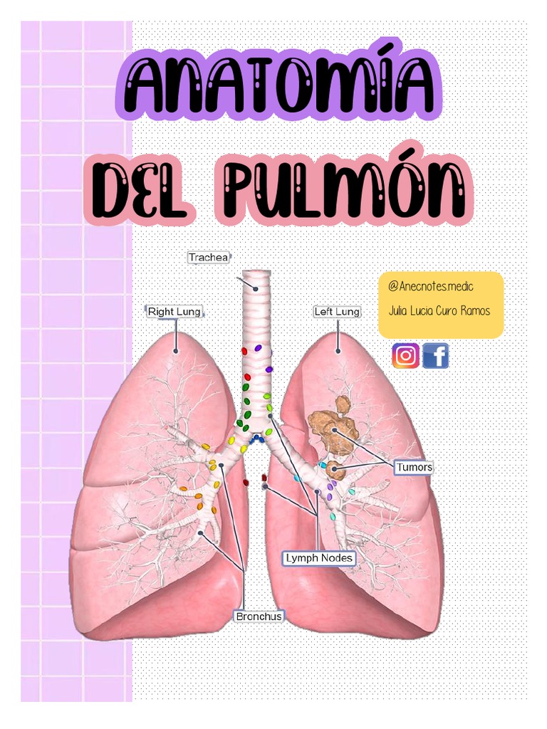 Anatomía Pulmonar Esencial | PDF | Pulmón | Sistema respiratorio