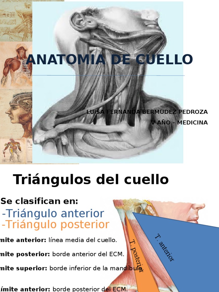 Anatomia Del Cuello | PDF | Sistema musculoesquelético | Angiología