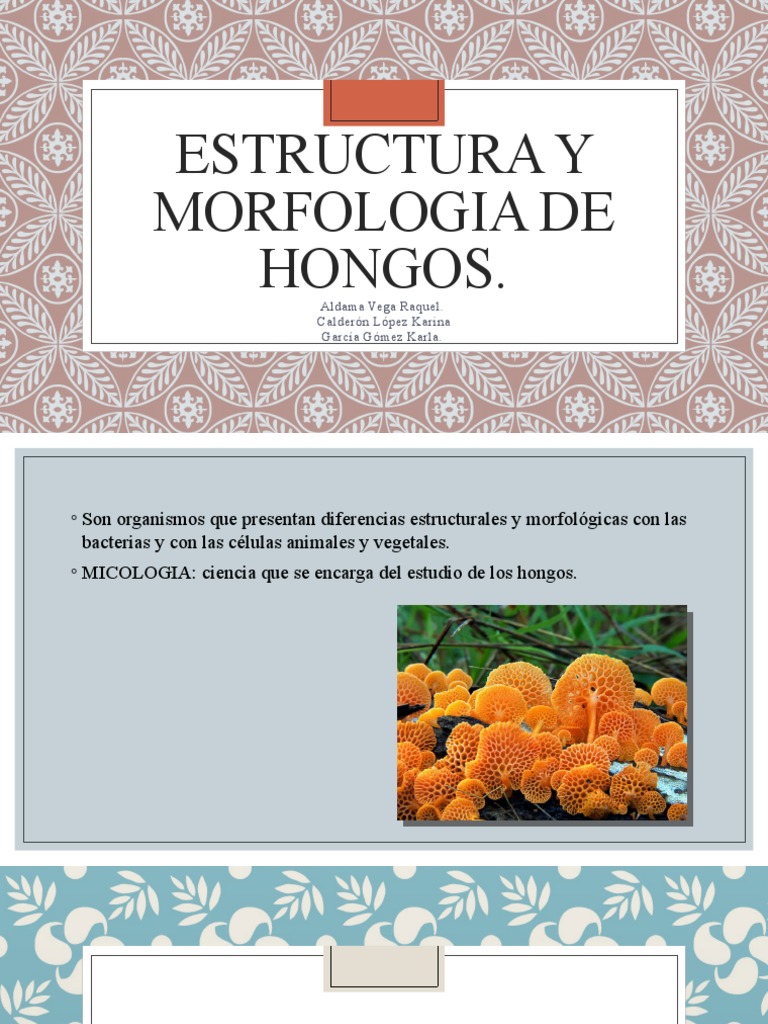 Estructura y Morfología de Hongos | PDF | Hongo | Citoplasma