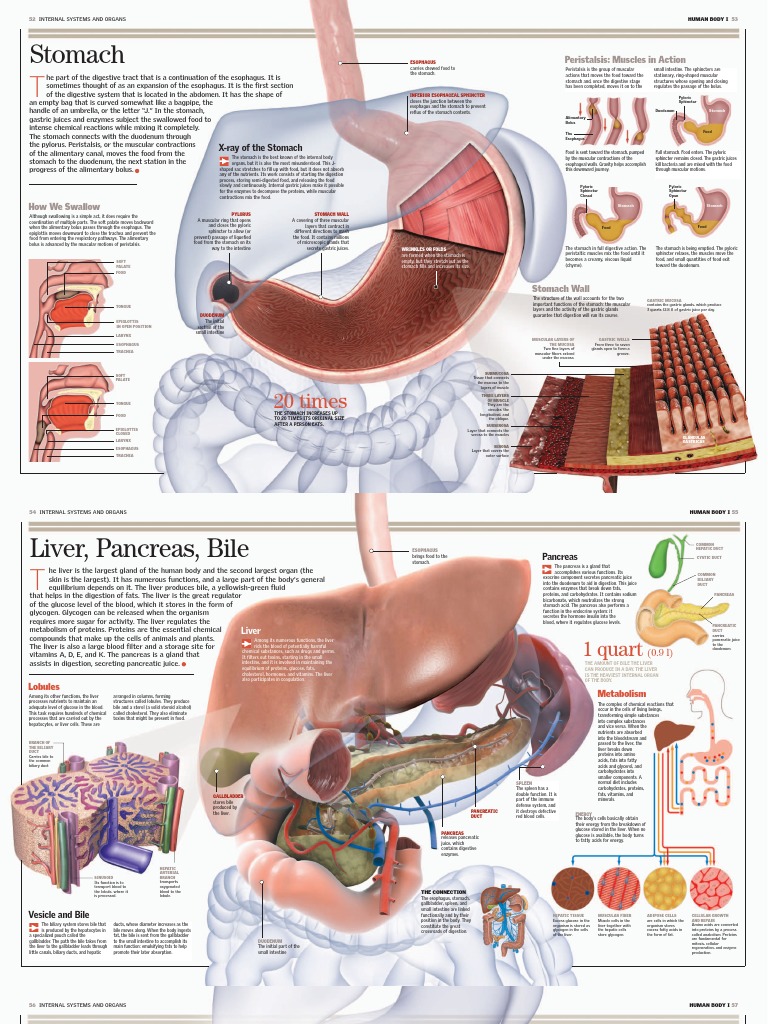 Britannica Illustrated Human Body 01 Part2 | PDF | Stomach | Liver