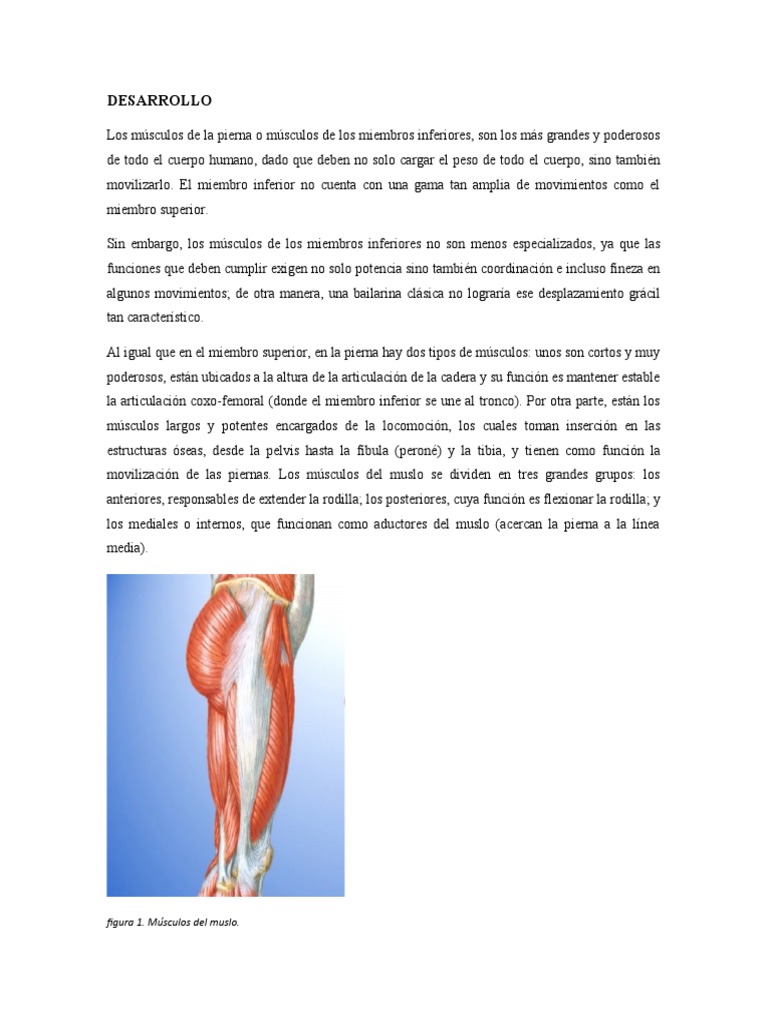 Músculos Del Muslo | PDF | Articulaciones | Tejido suave