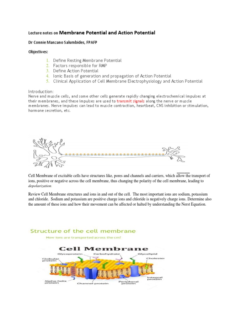 Chapter 5. Membrane Potential and Action Potential | PDF | Action ...