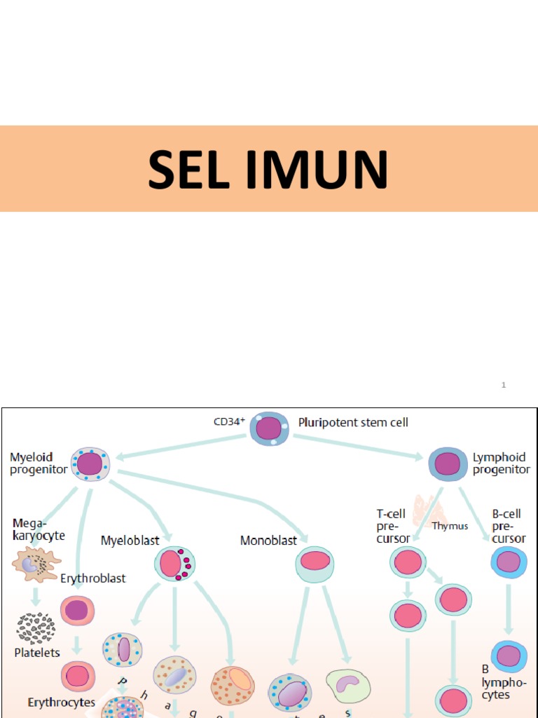 Sel Imun | PDF
