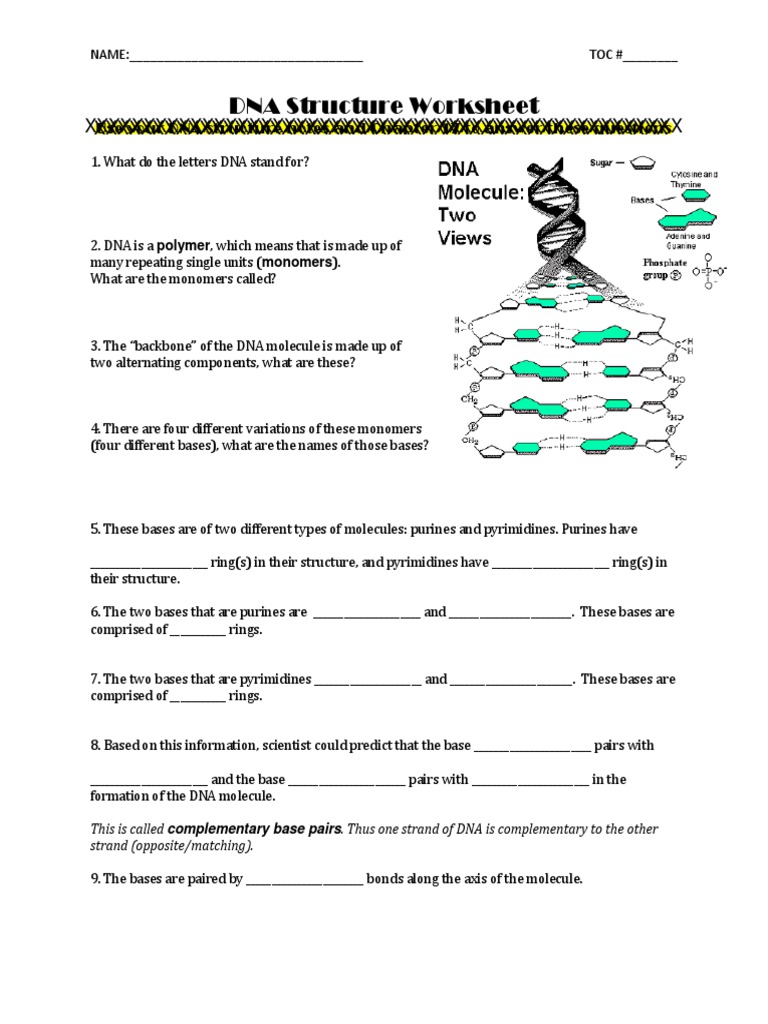 14 - DNA Structure Worksheet | PDF | Science & Mathematics