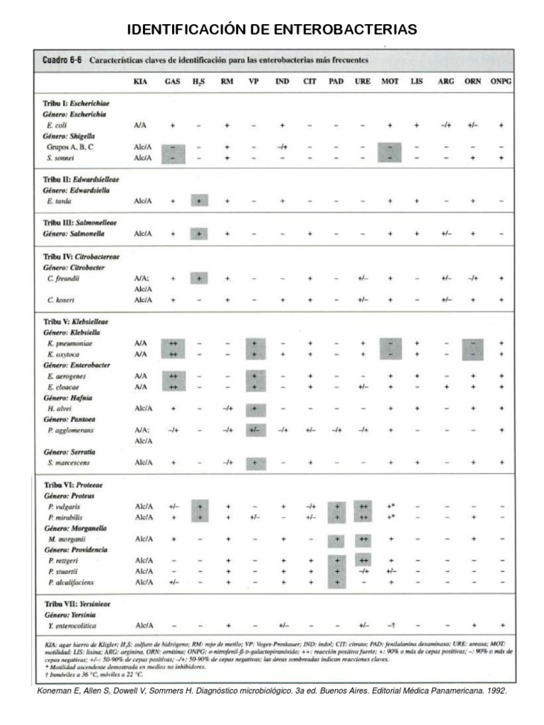 Identificación de Enterobacterias | PDF