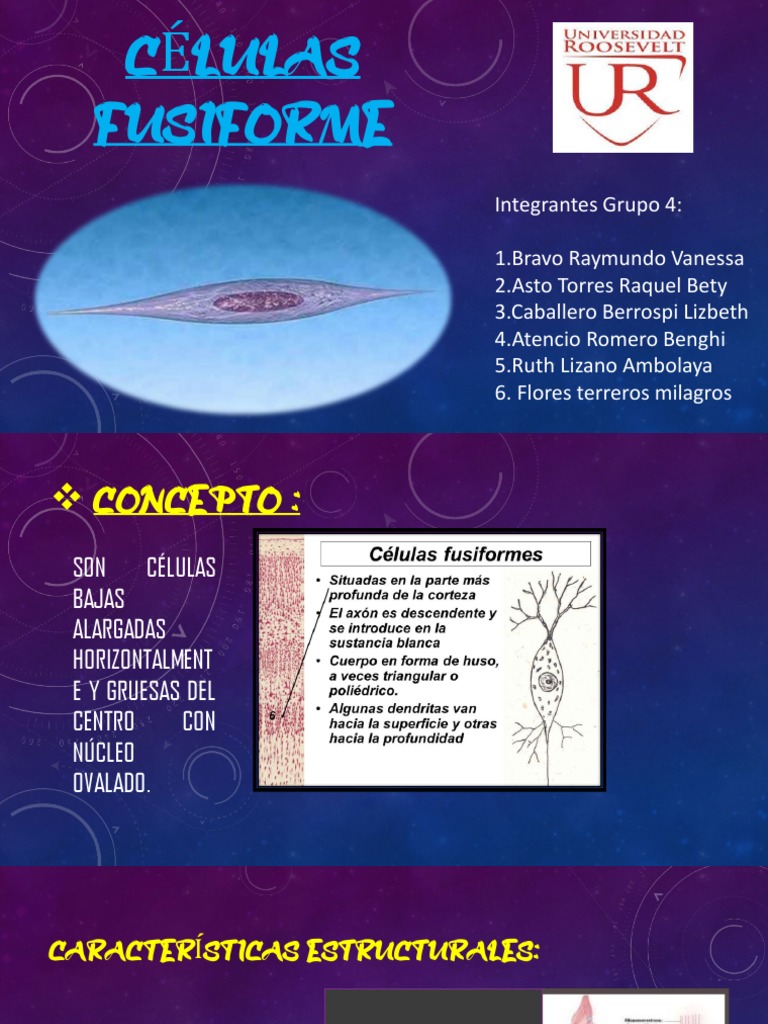 Células Fusiformes: Estructura y Función | PDF