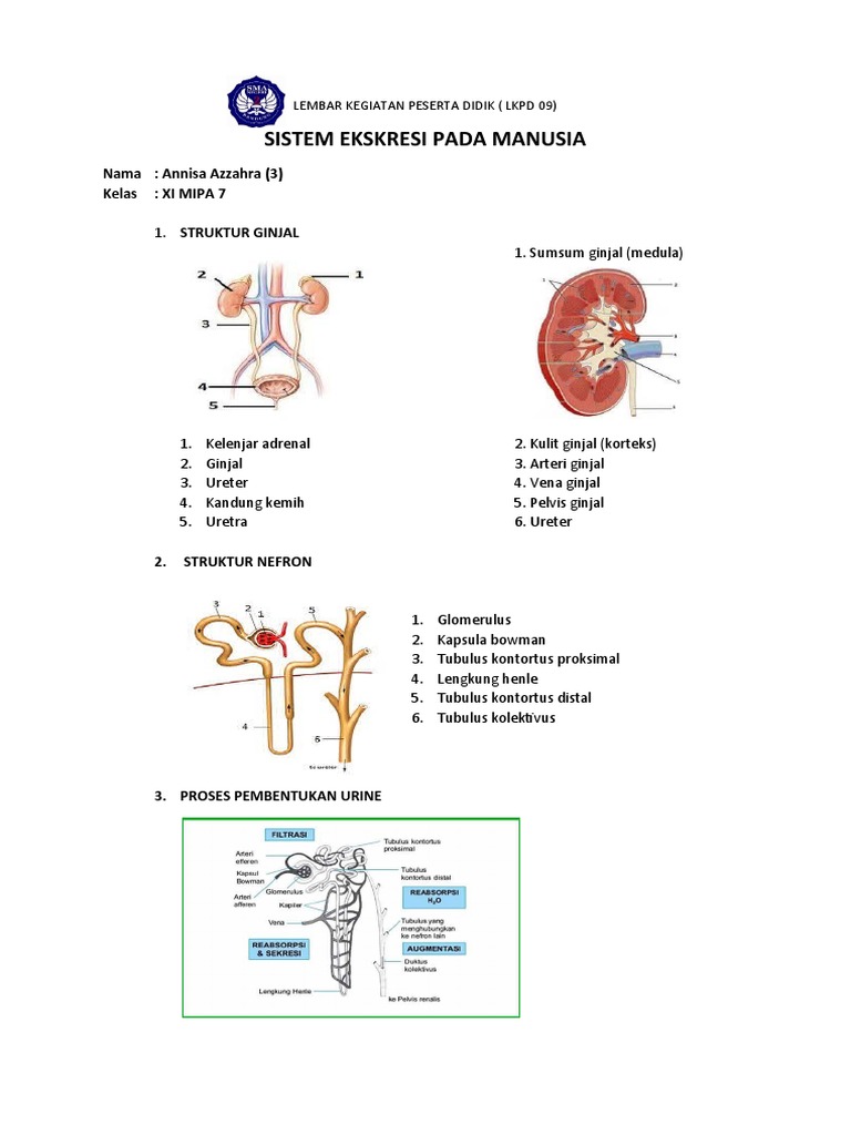 Struktur dan Fungsi Nefron Ginjal | PDF