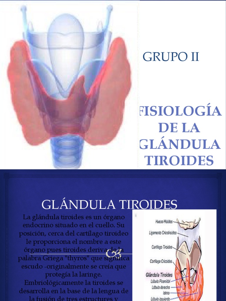 Fisiología de La Glándula Tiroides | PDF | Salud y bienestar