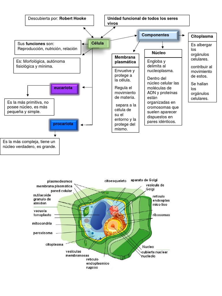 Celula Esquema | PDF | Neurona | Biología Celular)