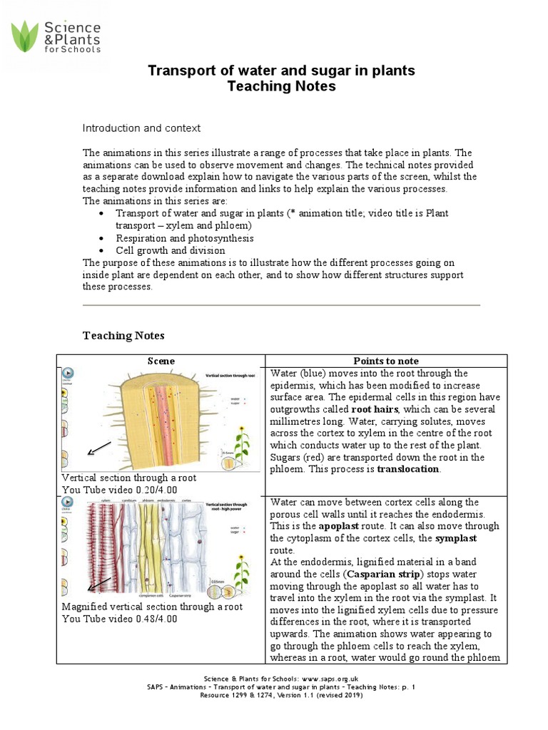SAPS Animations - Transport of Water and Sugar - Teaching Notes | PDF ...