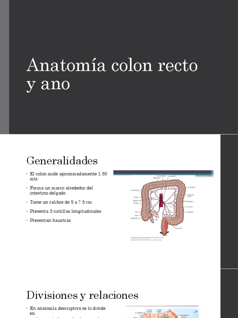 Anatomia de Colon, Recto y Ano | PDF | Intestino grueso | Abdomen