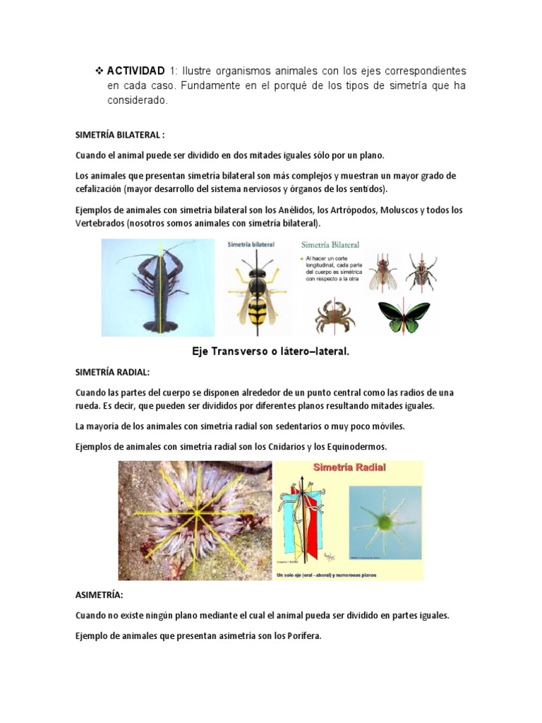 Tipos de Simetría en Animales | PDF | Simetría | Organismos