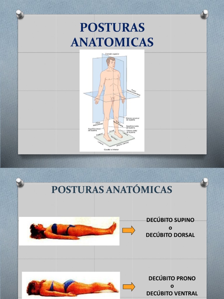 Terminologia Anatomica 2 | PDF | Términos anatómicos de ubicación ...