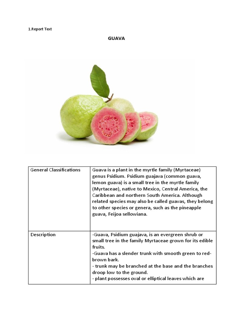 Guava: Classification and Description | PDF