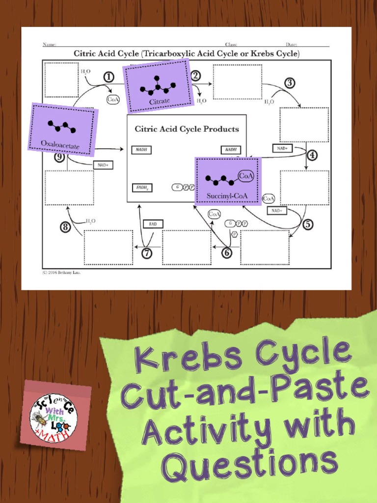 Krebs Cycle Cut-and-Paste Activity With Questions | PDF