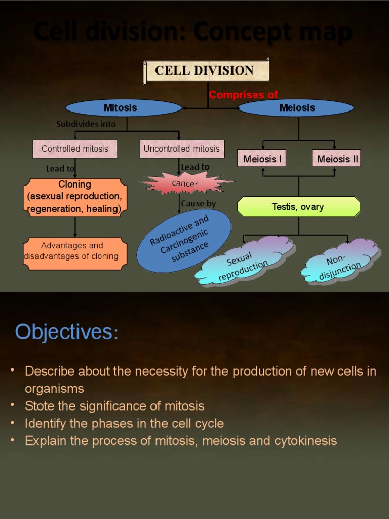 Cell Cycle Concept Map Mitosis