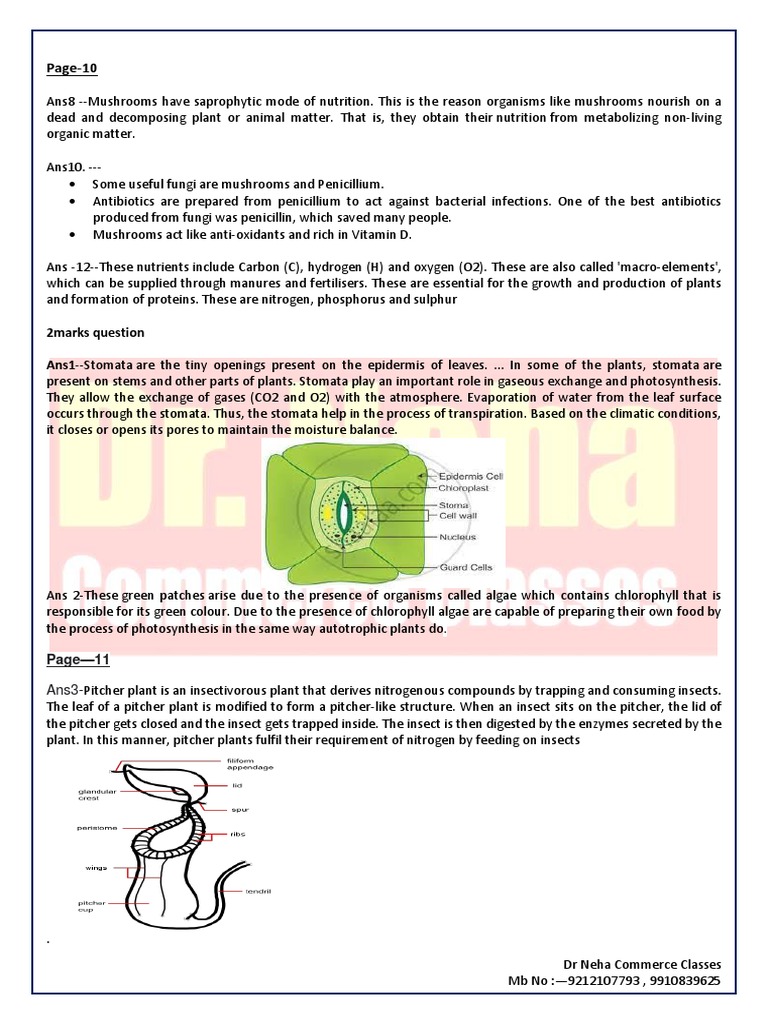 Class 7 Work Book Answers | PDF | Digestion | Human Digestive System