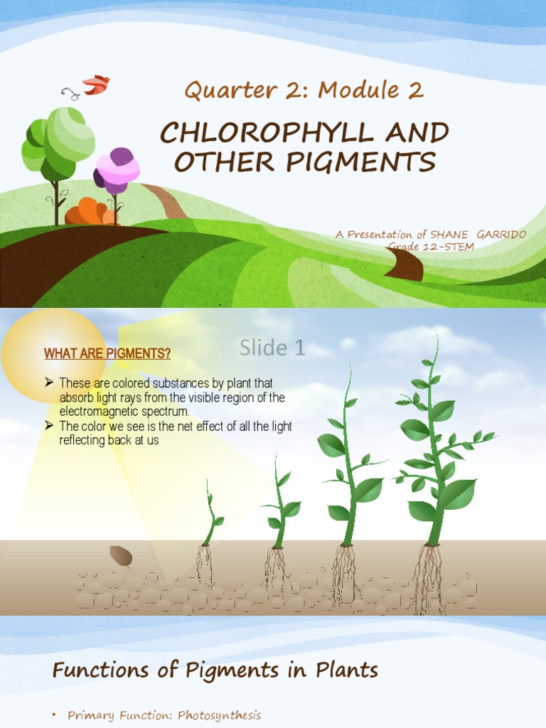 Chlorophyll and Other Pigments | PDF | Chlorophyll | Photosynthesis