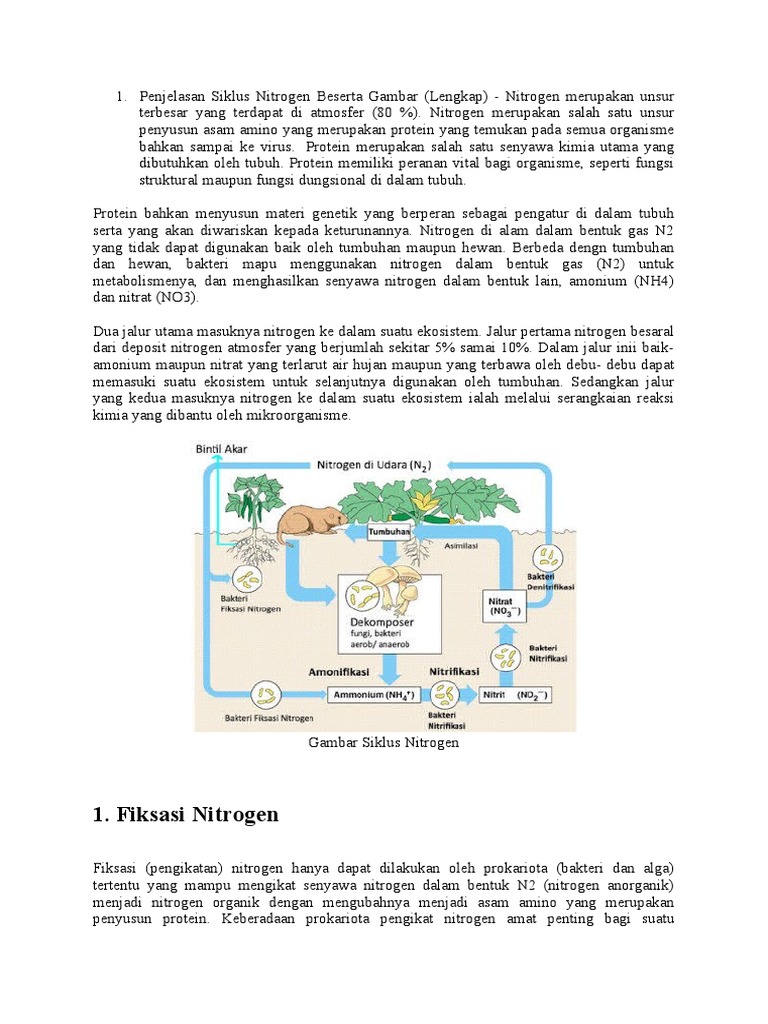 Penjelasan Siklus Nitrogen Beserta Gambar | PDF
