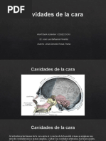 Cavidad Orbitaria, Pterigoidea, Tempora, Fosas Nasales, Pterigomaxilar ...