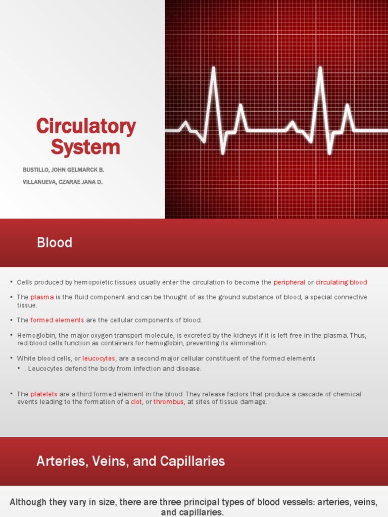 Circulatory System Overview | PDF | Aorta | Heart