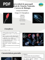 Ctenóforos | PDF | Anatomía | Zoología